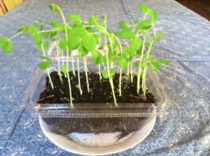 Why garden? Why the Vegetable Project? (#6) | Vegetable Project